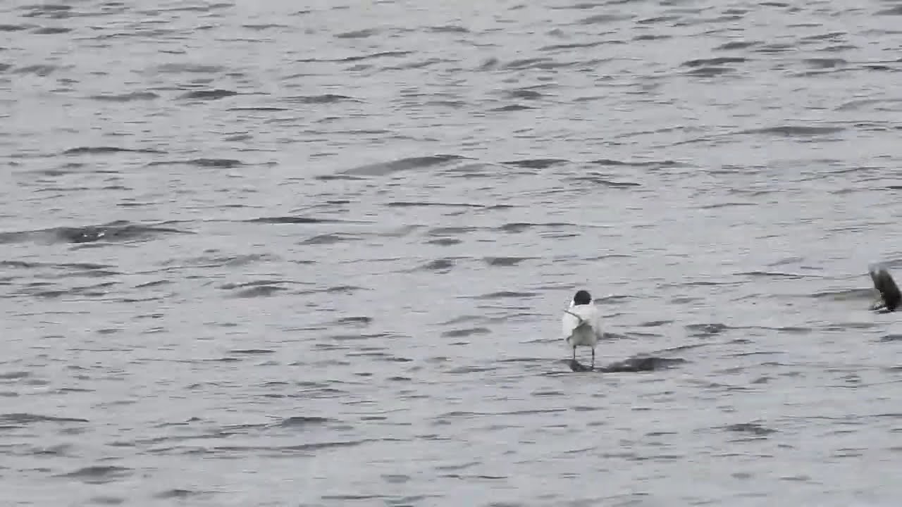 Gull-billed Tern (Gelochelidon nilotica). The most boring video on Youtube of an interesting bird.