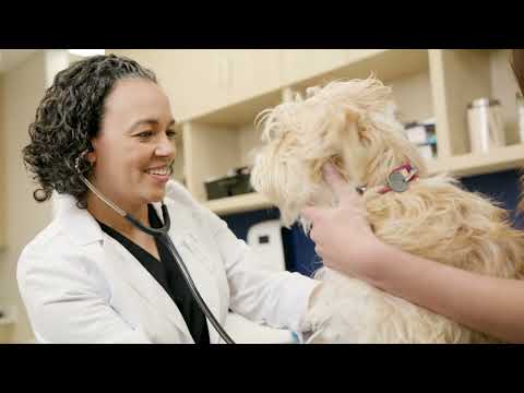 VCA Urgent Care – Same-Day Pet Care Overview