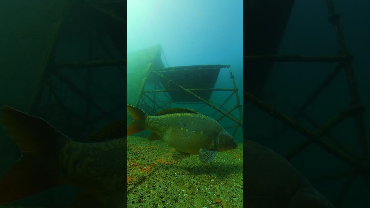 A big carp underwater footage