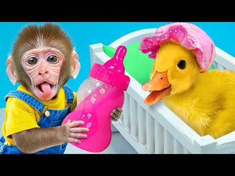 KiKi Monkey pretend best brother Take Care of Cute Duck by Biggest Milk Bottle | KUDO ANIMAL KIKI