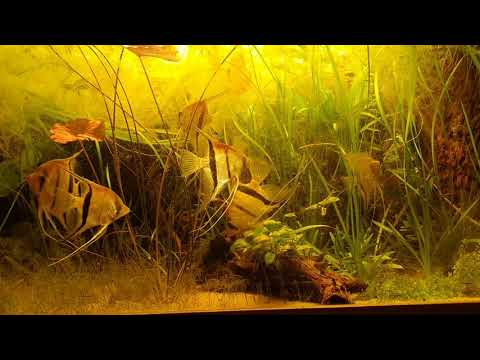 Maanvissen aquaforum 2