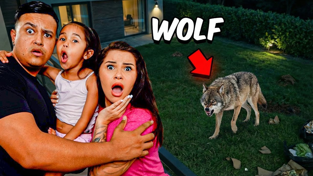 A Vicious WOLF Was in Our Backyard..