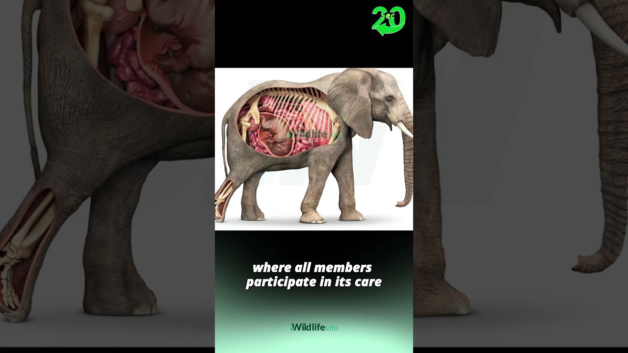 The Marvel of Birth: Understanding the Elephant Baby Process