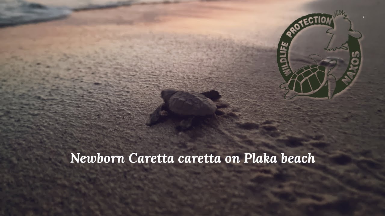 Naxos Wildlife Protection: 100 μικρά χελωνάκια βρήκαν με επιτυχία τον ...