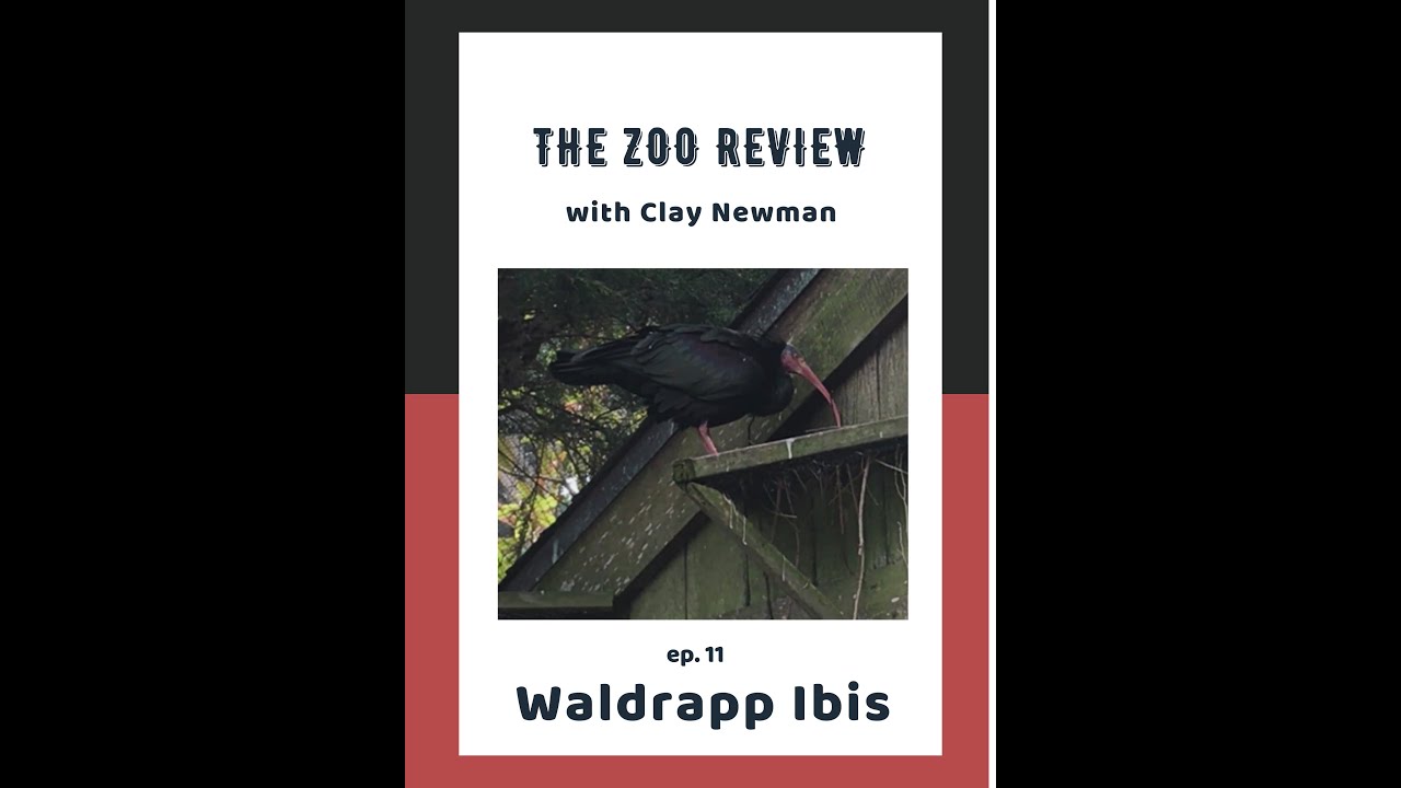 Zoo Review Ep 11: Waldrapp Ibis