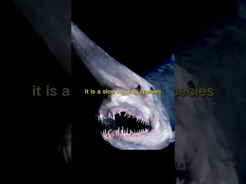 Goblin Shark🦈| Secrets from the Deep