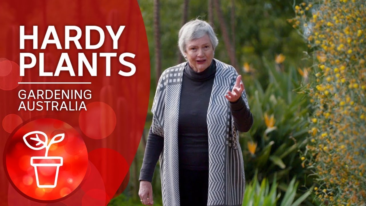 Hardy plants for an Australian summer