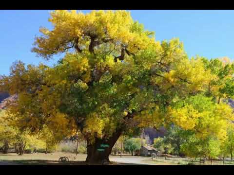 What is a Cottonwood Tree