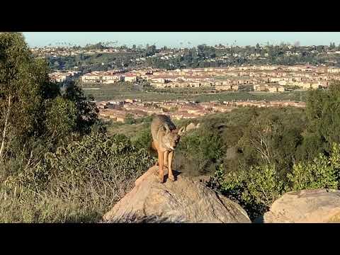 Coyote in Carlsbad