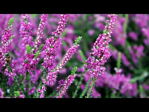SCIENTIFIC NAME : Heather Flower