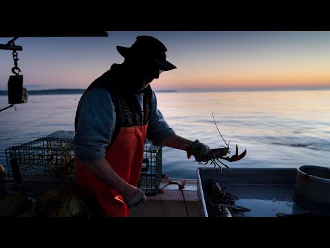 Judge rules against fishermen bid to stop whale protections