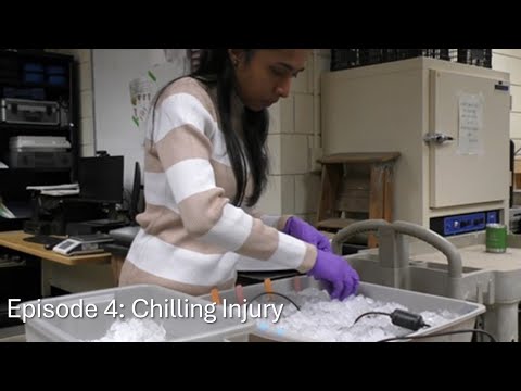 Musim 2, Episode 4: Cedera yang Mengerikan