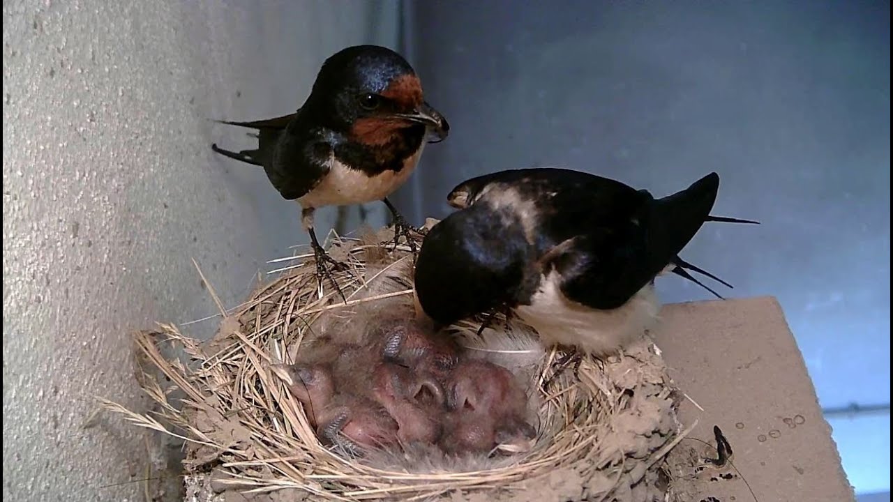 Swallows Nesting Day by Day