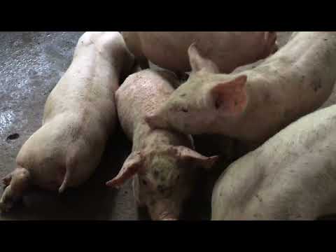 Swine Erysipelas (Diamond skin lesion)