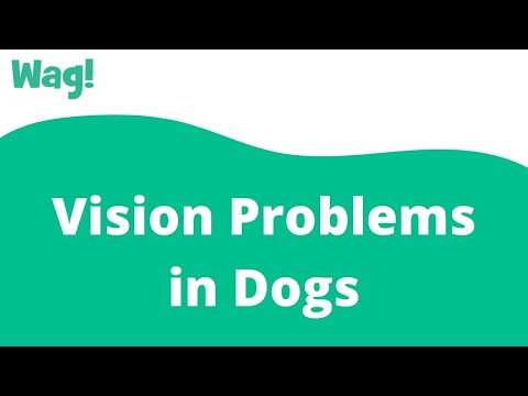 Vision Problems in Dogs | Wag!