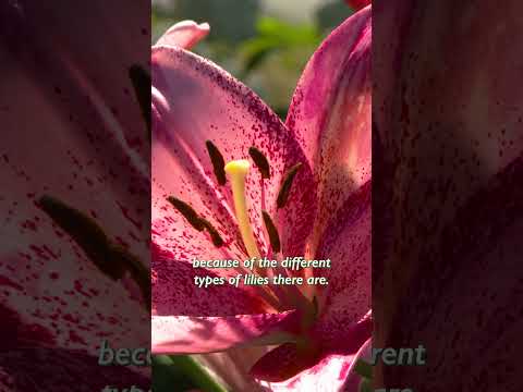 flower lilies are lovely