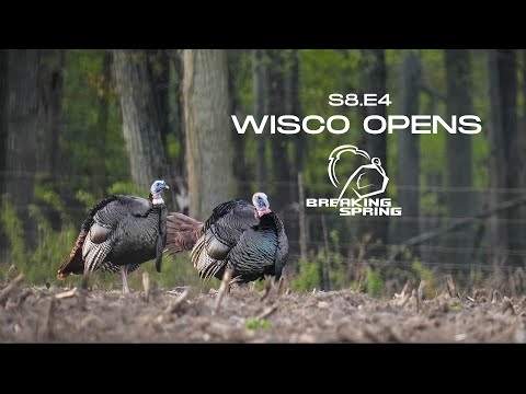 Opening Weeks of Wisconsin Turkey Season