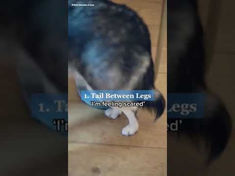 5 Messages Your Dogโs Tail Is Sending You - And What They Mean