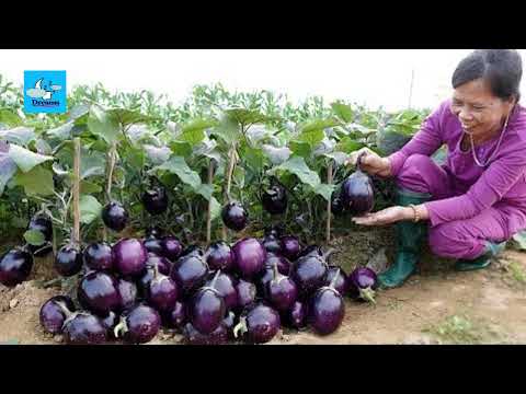 Rêver de aubergine | interpretation des reves | aubergine