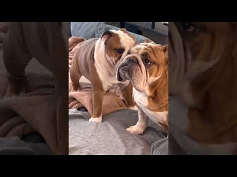 Bulldog Brothers || ViralHog