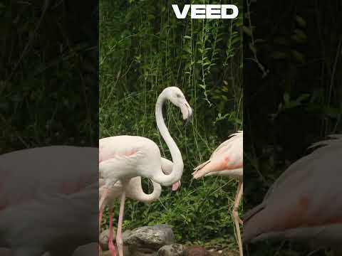Have you ever wondered why flamingos are pink? 𦩠AI explains why flamingos are pink