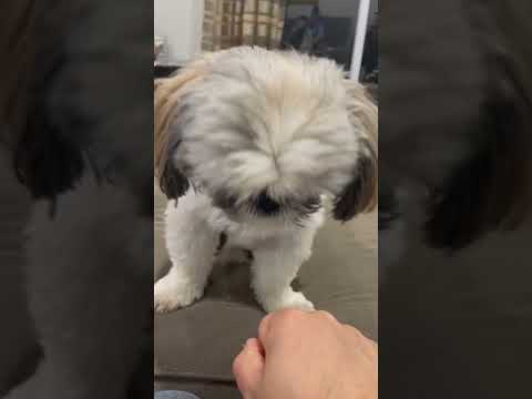 How do you pronounce the name of this dog? #dog #shorts #shihtzu
