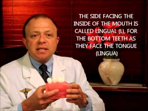 Surfaces of a Tooth in Dental Lingo