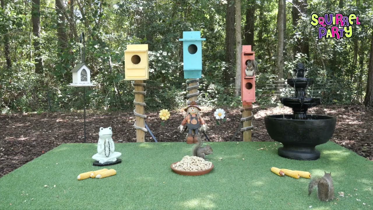 The Squirrel Party Never Stops