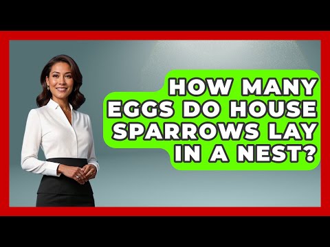 How Many Eggs Do House Sparrows Lay In A Nest? - Bird Watching Diaries