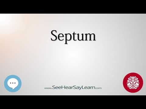 Septum Anatomy of the Brain SeeHearSayLearn 🔊