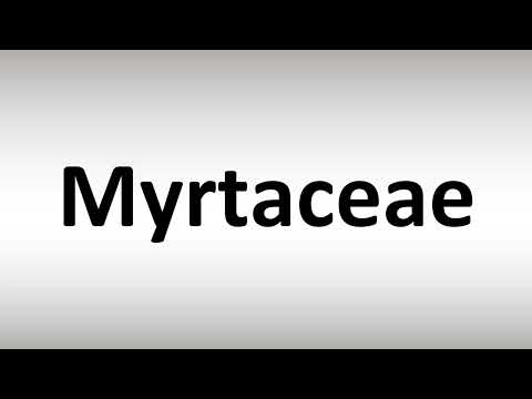 How to Pronounce Myrtaceae