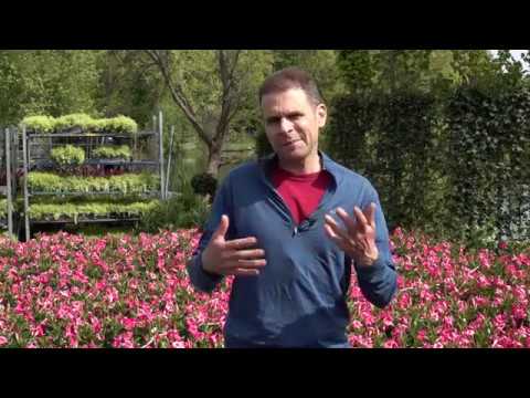 Growing Mandevilla - One of the best flowering plants
