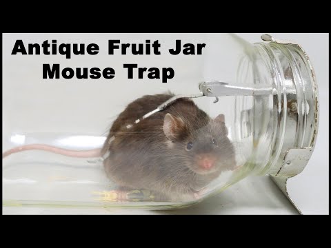 Mousetrap Monday – Shawn Woods | New Mousetrap Videos Every Week