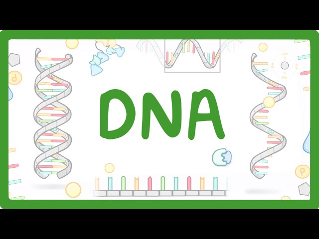 Understanding DNA: Structure, Function, and Genetic Coding | Galaxy.ai | Galaxy.ai