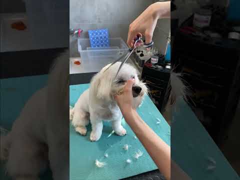 Maltese dog head trim! #shorts