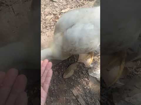 Why Ducks Make The Best Vacuum Cleaners