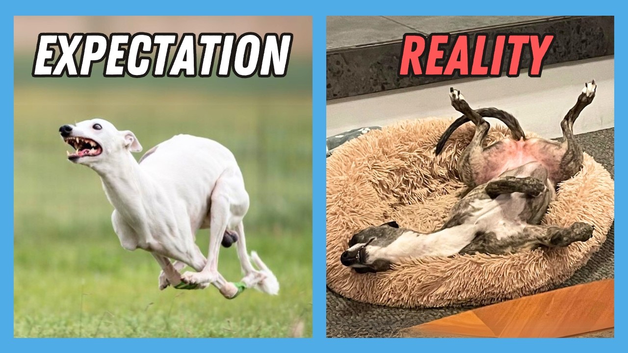 Things NO ONE tells you about owning a Whippet