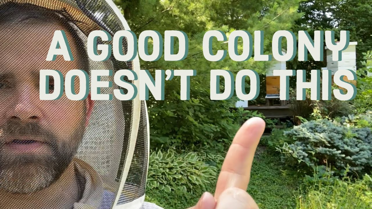 The PERFECT Example of an Aggressive Colony