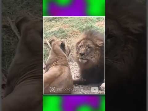 திருமண வாழ்க்கை‼️????????#AnimalDubs #58 #animals#comedy #voiceover #dubbing #petlover
