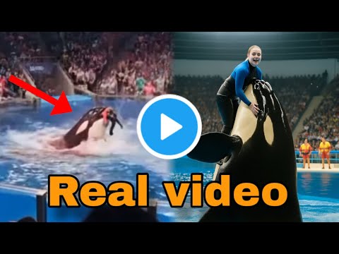 jessica radcliffe video | jessica radcliffe orca attack |Jessica Radcliffe Video | jessica radcliffe