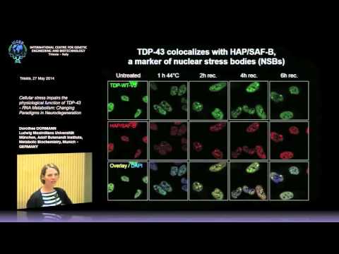 D. Dormann - Cellular stress impairs the physiological function of TDP-43