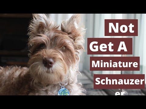 Why you Shouldn't get a Miniature Schnauzer ( 6 Reasons )