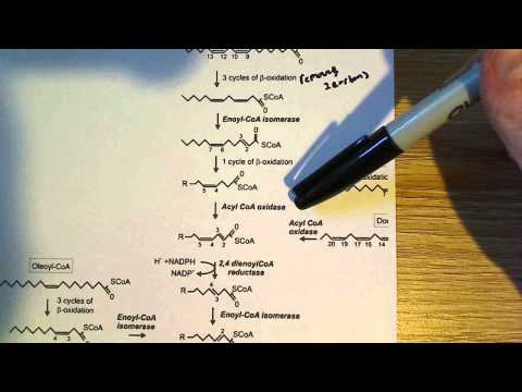 Polyunsaturated Fatty acids