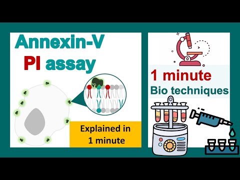 Annexin-PI Assay For Apoptosis | Annexin 5 Assay in 1 minute | biotechniques in 1 minute
