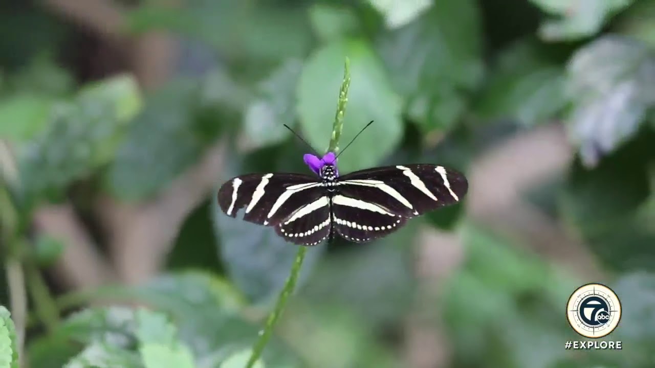 Inside the Detroit Zoo Butterfly Garden & Free-Flight Aviary