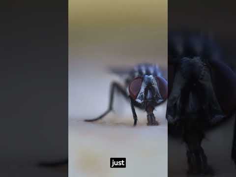 Random Animal Facts You Didn't Know Pt. 1