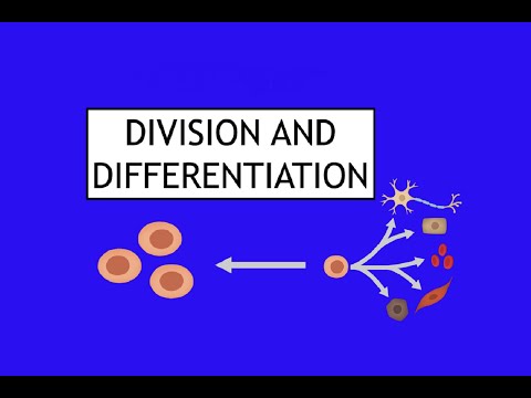1.1 Division and Differentiation Section 1 Somatic and Germline Cells
