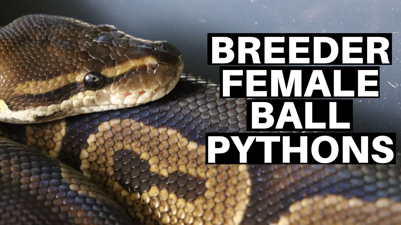 Understanding Breeder Female Ball Python Psychology - Benjamin's Exotics
