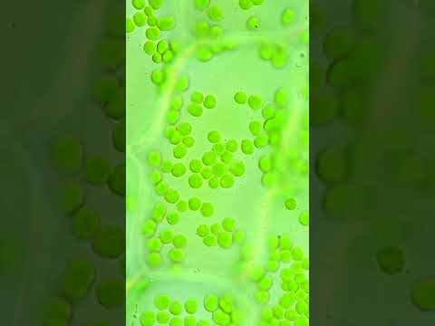 Photosynthesis Under The Microscope #shorts #photosynthesis #plants