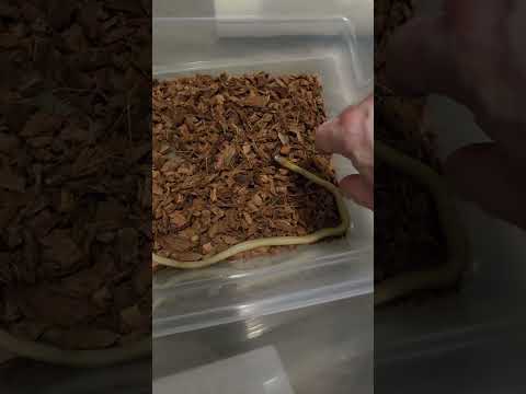 Snake Influencer Bitten After Bragging ‘Anti Venom Is for Pussies’